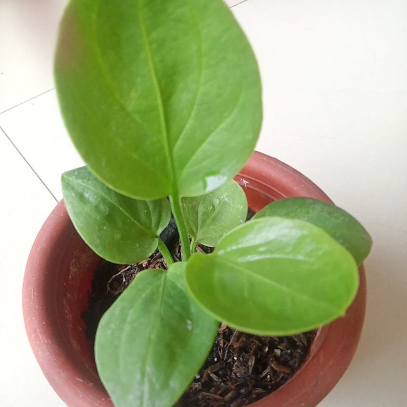 Jual Jemani mangkok Rasputin original | Shopee Indonesia