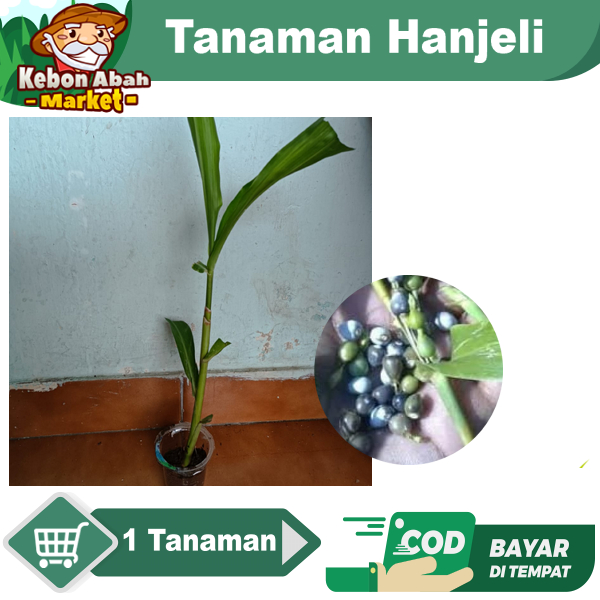 Jual Tanaman Hanjeli Harga Satuan Bibit Jelai Jali | Shopee Indonesia