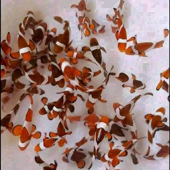 Jual LET'S GOOOOOOO NEMO CLOWN FISH | Shopee Indonesia
