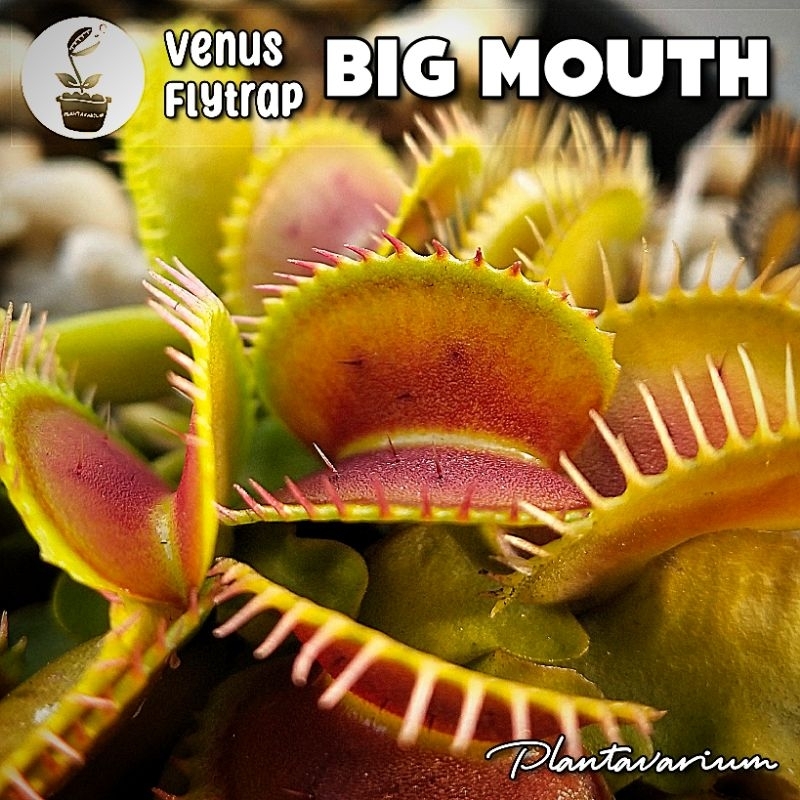 Jual Tanaman Karnivora Venus Flytrap Fly Trap VFT Big Mouth | Shopee Indonesia
