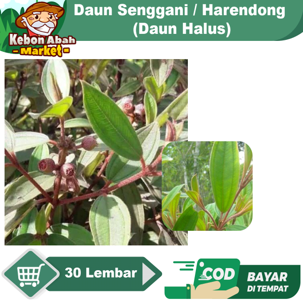 Jual Daun Senggani Segar Daunnya Halus Senduduk Harendong 30 Lembar ...