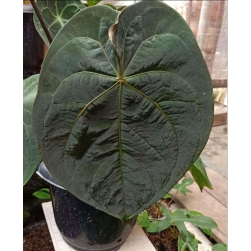 Jual anthurium dressleri forgetti x hope manii red sinus | Shopee Indonesia