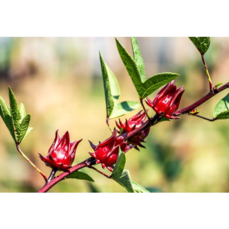 Jual tanaman hias herbal Rosela/rossela/Rosella daun hijau | Shopee ...
