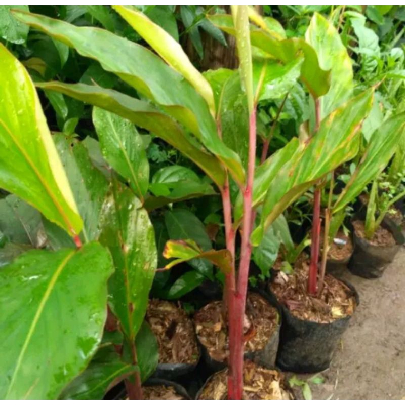 Jual Bibit honje atau kecombrang merah | Shopee Indonesia