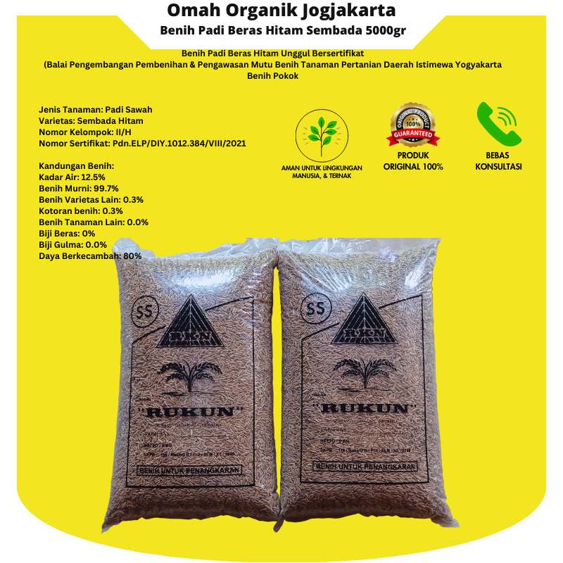 Jual Benih Bibit Padi Beras Hitam Sembada 5kg | Shopee Indonesia