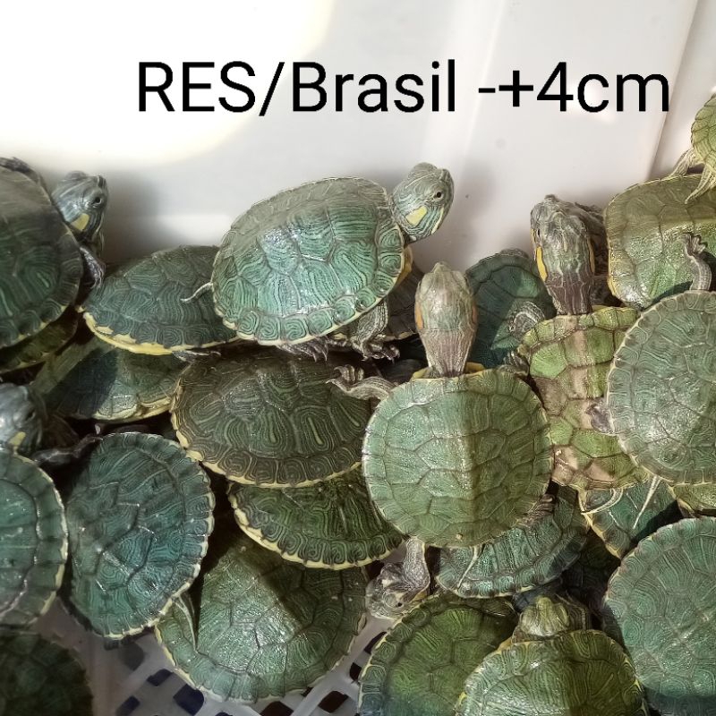 Jual Kura kura Brazil / RES / Brasil (Khusus Gosend Jakarta/Bekasi ...