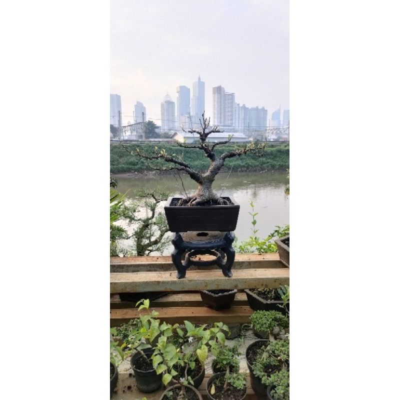 Jual Bonsai Loa The Max 30cm | Shopee Indonesia