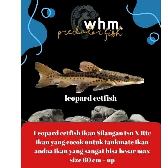 Jual leopard cetfish 12 cm ( Mainan Ikan) | Shopee Indonesia