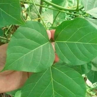 Jual daun Dadap segar | Shopee Indonesia