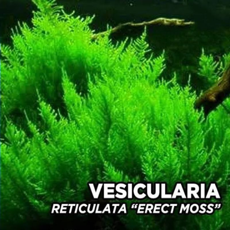 Jual Vesicularia Reticulata "Erect Anchor Moss" bahan full air ...