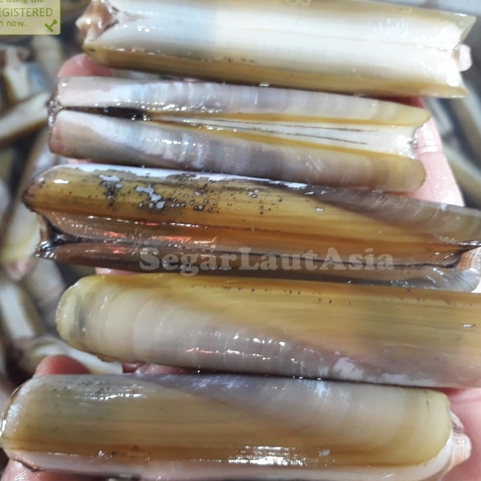 Jual Kerang Bambu Segar Kerang Bambu Kerang Serafood Segar 1Kg | Shopee ...