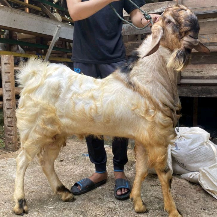 Jual Kambing Qurban tipe A (±45kg) | Shopee Indonesia