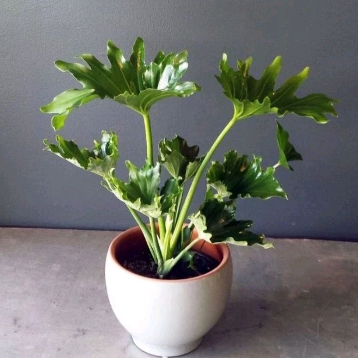 Jual Tanaman Hias Philodendron Selloum | Philo Jari | Jendron | Shopee ...