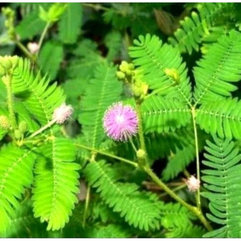 Jual Daun Putri Malu Segar 1kg termurah SE Indonesia Gurah lendir paru ...