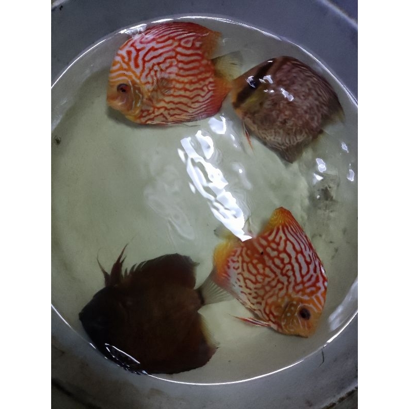 Jual ikan discus 4 - 5 inch warna random clear stock indukan discus ...