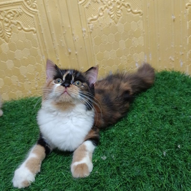 Jual kucing persian calico betina 3 bulan | Shopee Indonesia