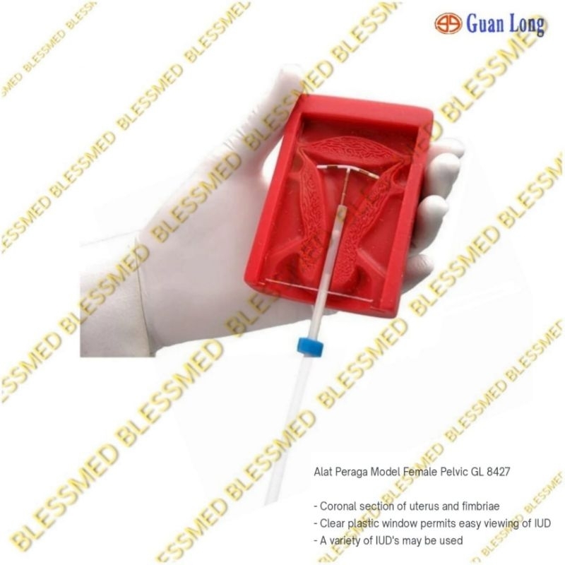 Jual Alat Peraga/IUD Training Simulator Model Female Pelvic Organs GL ...