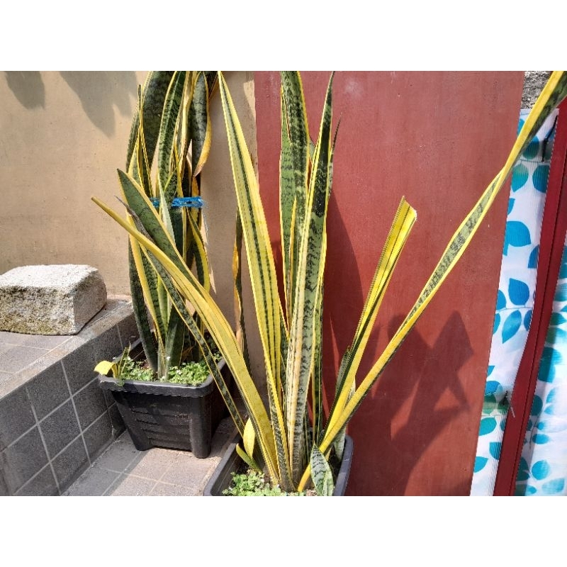 Jual pohon q1 tan | Shopee Indonesia