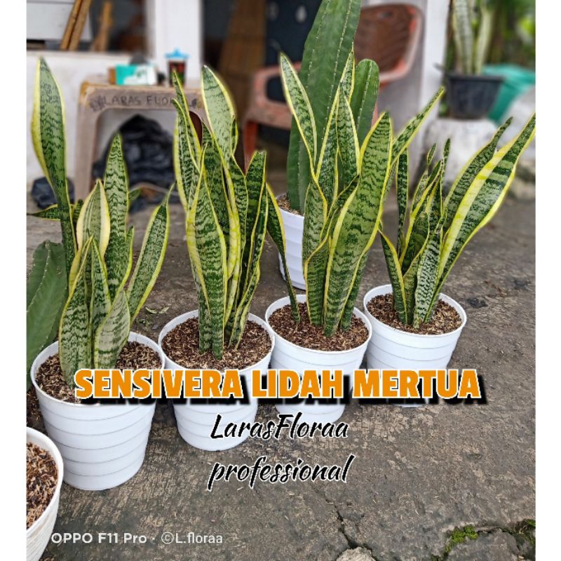Jual Tanaman Sensivera Lidah Mertua Sudah Dengan Pot & Media Tanam ... Jual Tanaman Sensivera Lidah Mertua Sudah Dengan Pot & Media Tanam ...