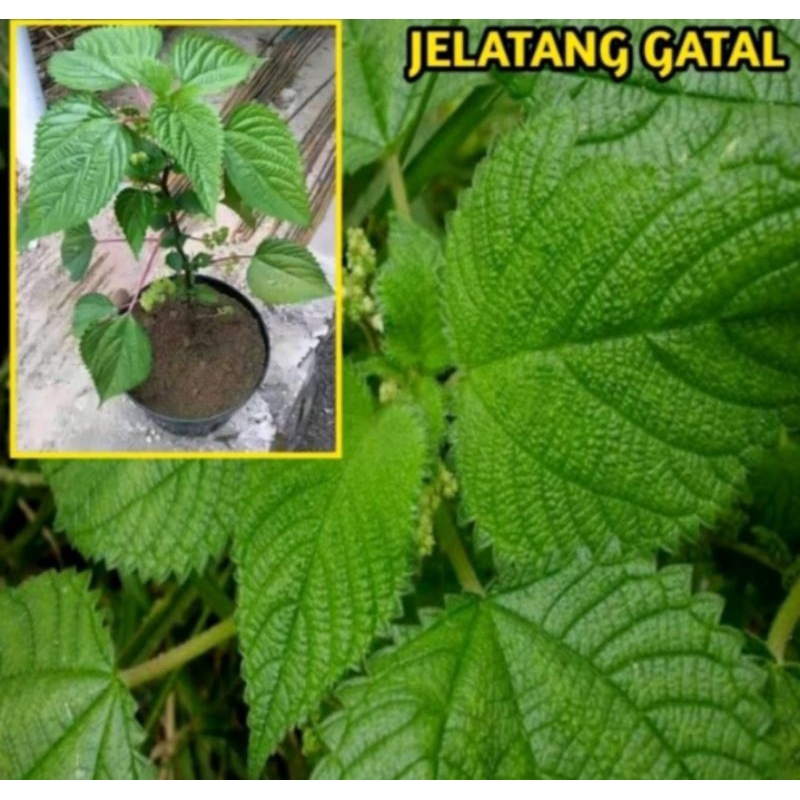 Jual Bibit jelatang / Tanaman Herbal Jelatang | Shopee Indonesia