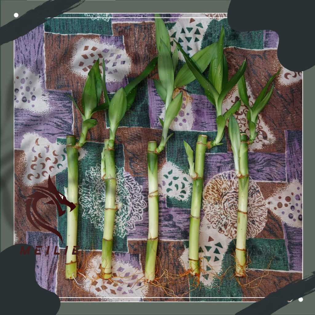 Jual MEILIE - Bambu Hokki Bijian / Bambu Per Batang / Bambu Sri Rejeki ...