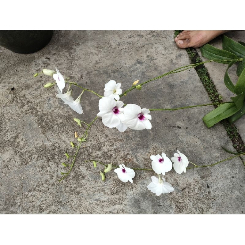 Jual Dendrobium bulat premium | Shopee Indonesia