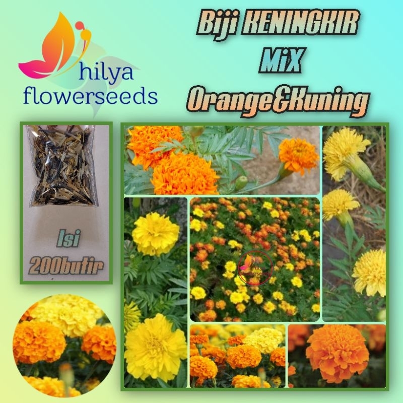 Jual Biji Benih bunga KENINGKIR (Kuning & Orange) | Shopee Indonesia