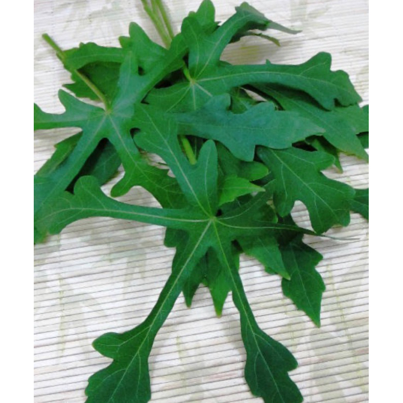 Jual Daun gedi segar daun berlendir 100 lembar pilihan-az | Shopee ...
