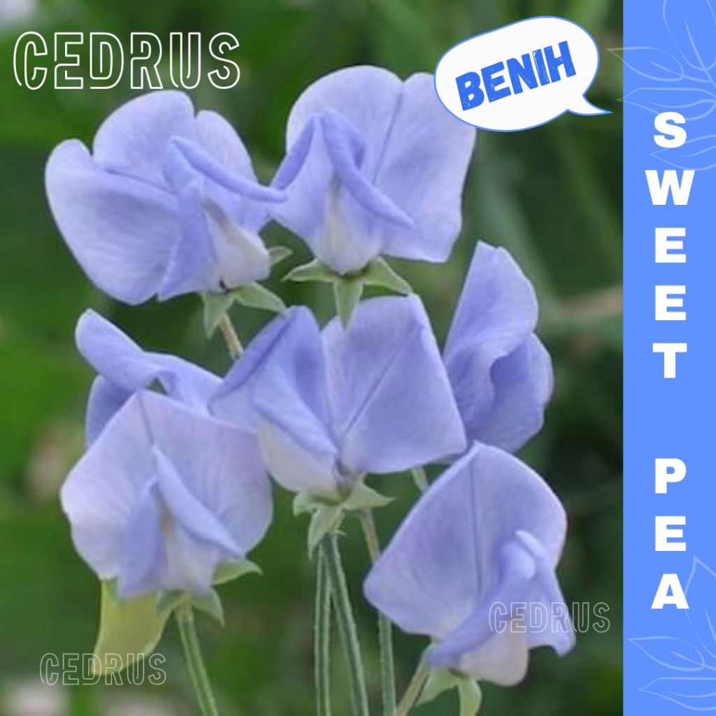 Jual Benih SWEET PEA BLUE - Biji Bunga | Shopee Indonesia