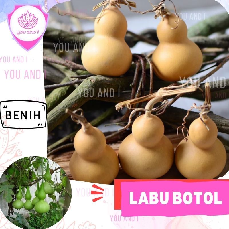 Jual Benih LABU BOTOL Biji Sayur | Shopee Indonesia