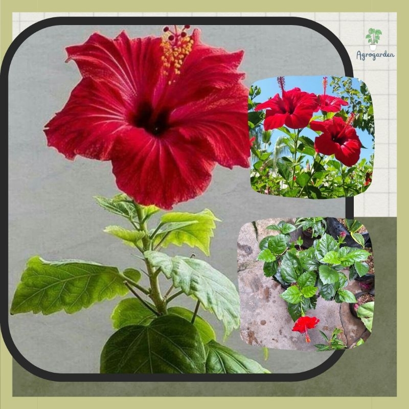 Jual Tanaman Hias Bunga sepatu Merah Bangkok bunga Tebal - Hibiscus ...