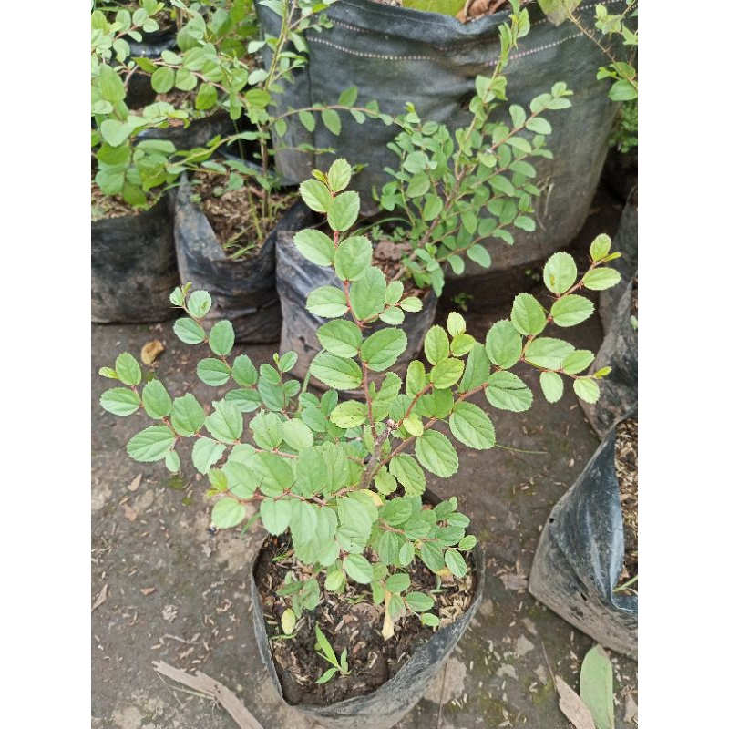 Jual Tanaman Bidara arab / tanaman herbal Bidara arab | Shopee Indonesia