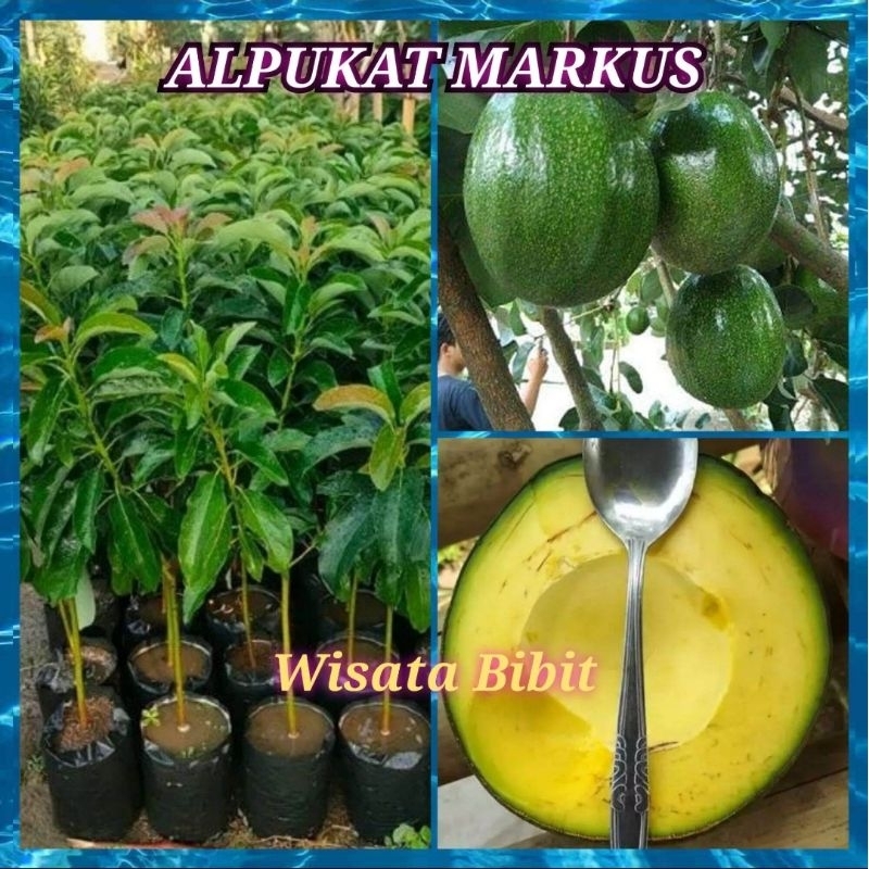 Jual bibit alpukat MARKUS JUMBO | Shopee Indonesia