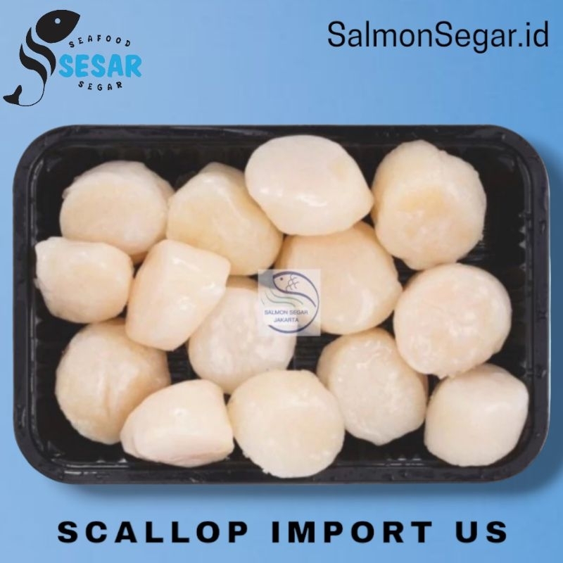 Jual Scallop US / Kerang Kampak / Kerang Simping Jumbo / Kerang Import ...
