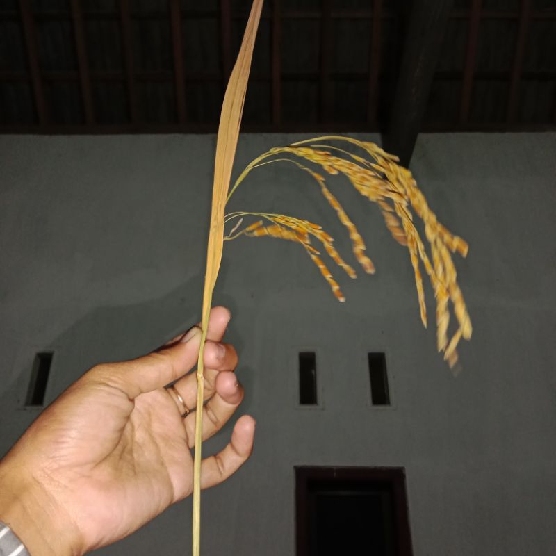 Jual Padi/ketan hitam/ketan putih per tangkai | Shopee Indonesia