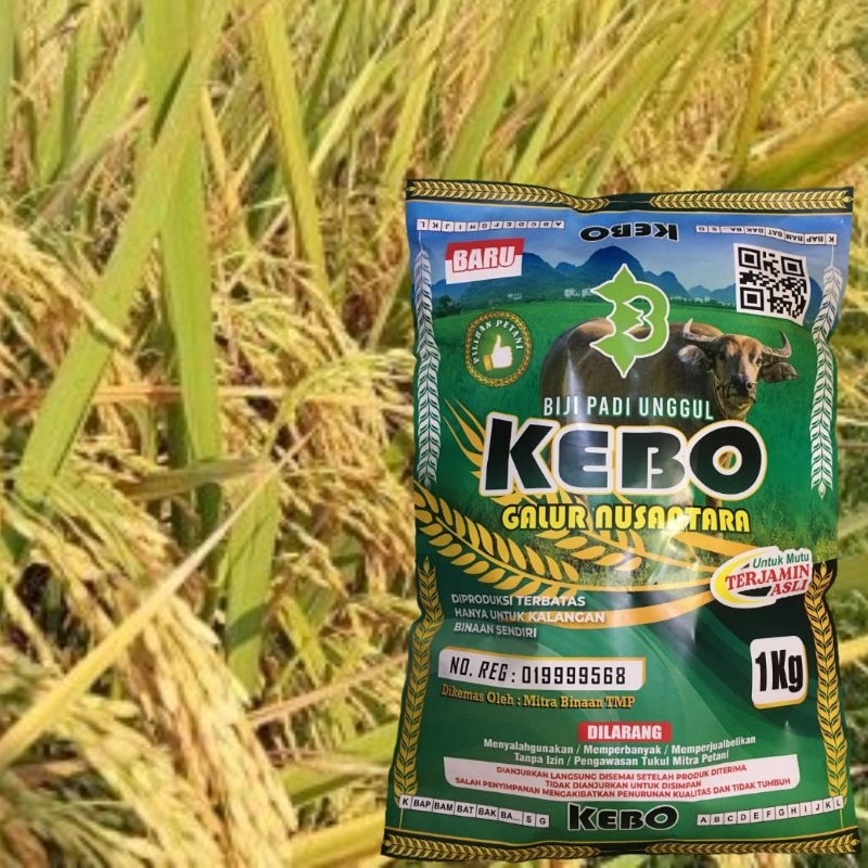 Jual Padi Kebo Unggul Kemasan 1 Kilogram | Shopee Indonesia