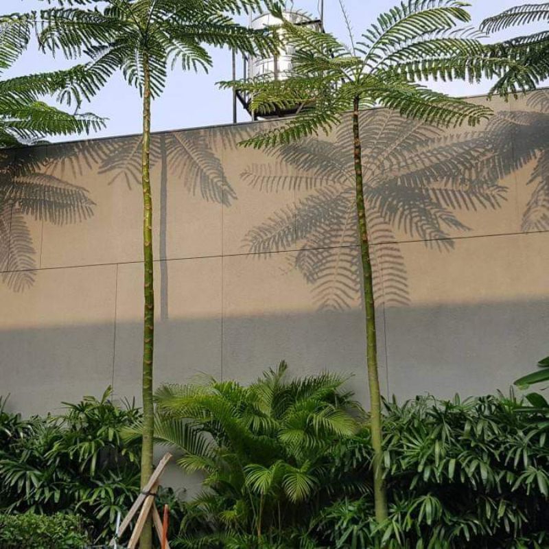 Jual Solobium pharahiba tanaman peneduh outdoor | Shopee Indonesia