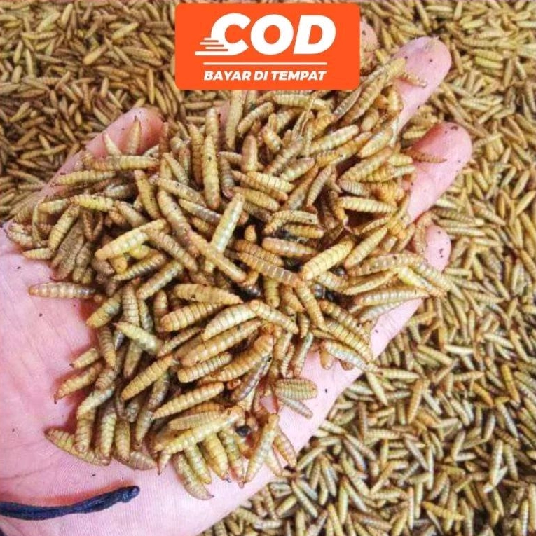 Jual Dried Maggot Kering 5kg Grade A+ Premium Magot Pakan Ikan Hias Koi ...