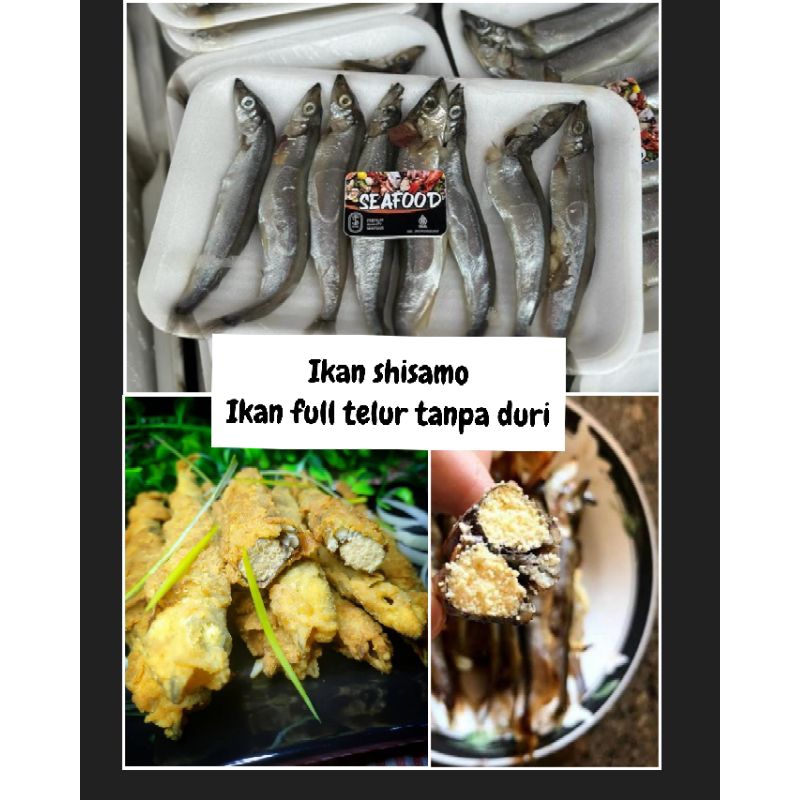 Jual Ikan shisamo female cipung viral ikan isian full telur tanpa duri ...