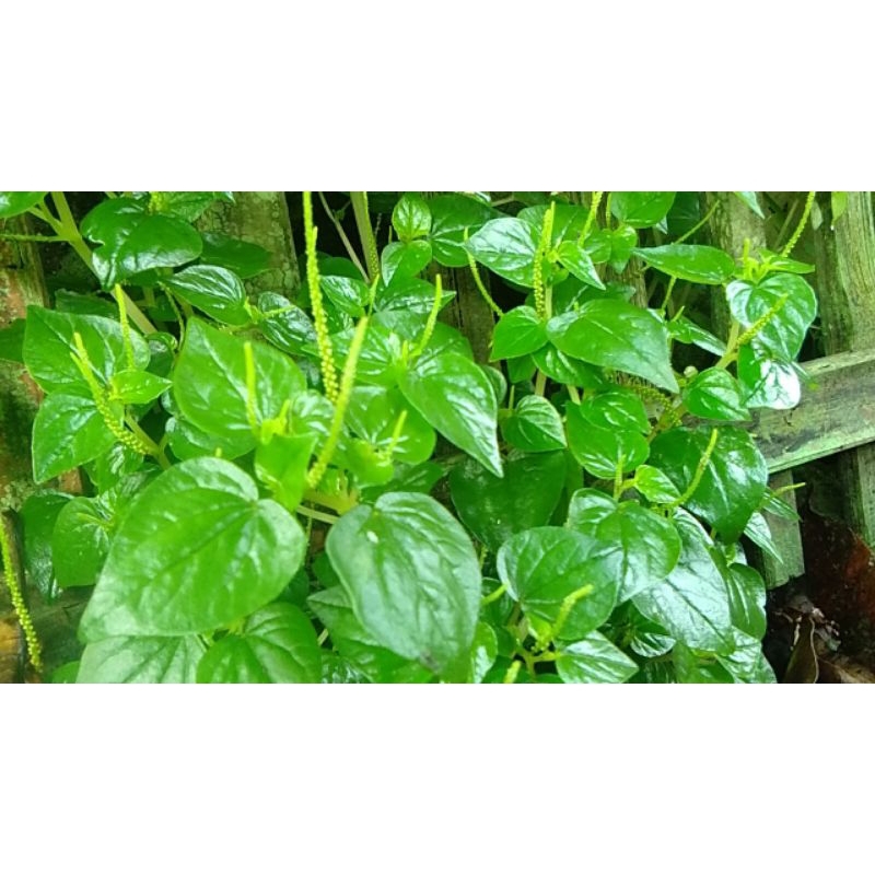 Jual Daun Pacar Cina atau suruhan segar | Shopee Indonesia