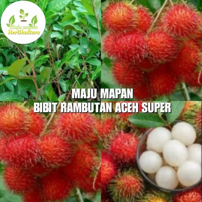Jual BIBIT RAMBUTAN ACEH SUPER | Shopee Indonesia