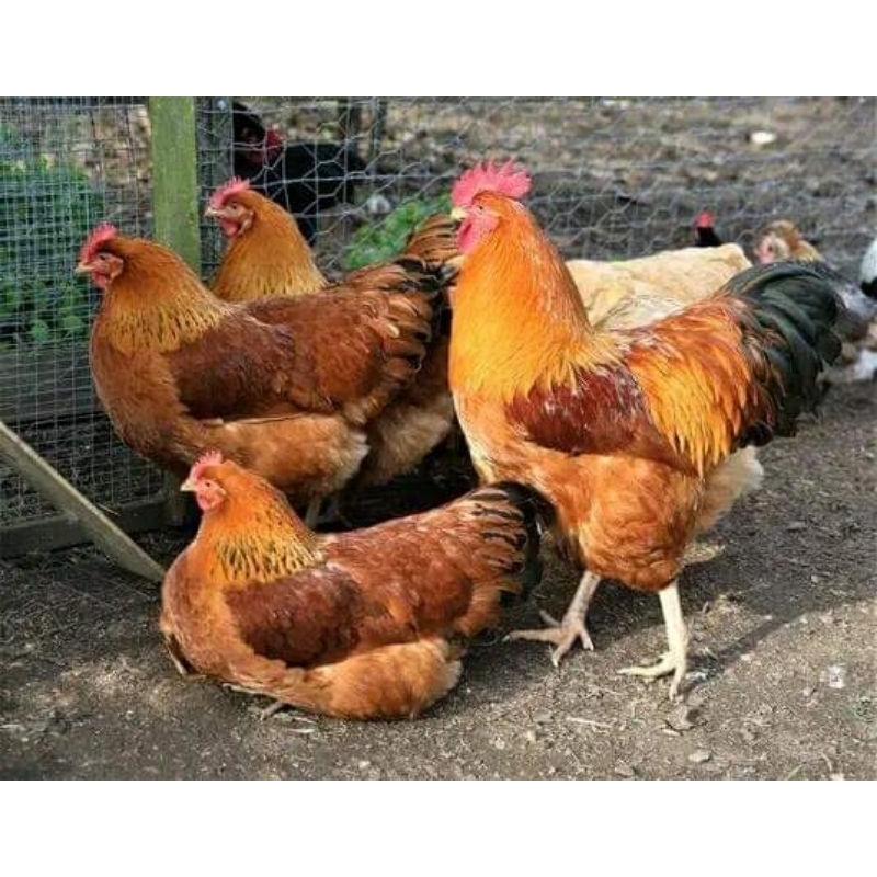 Jual telur fertil ayam merawang asli ory untuk di tetaskan | Shopee ...