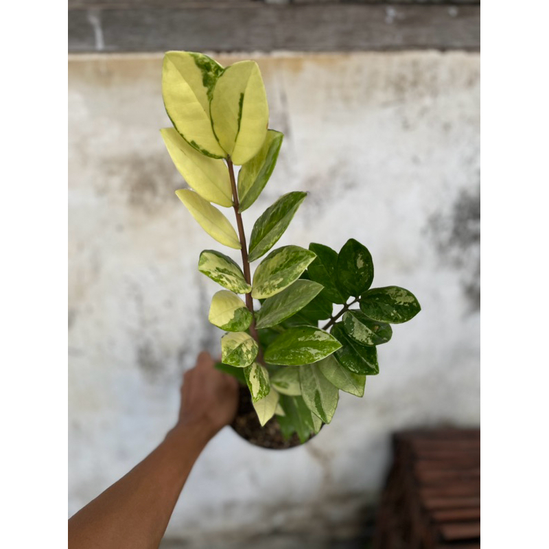 Jual tanaman hias zamia Variegata dolar Variegata | Shopee Indonesia