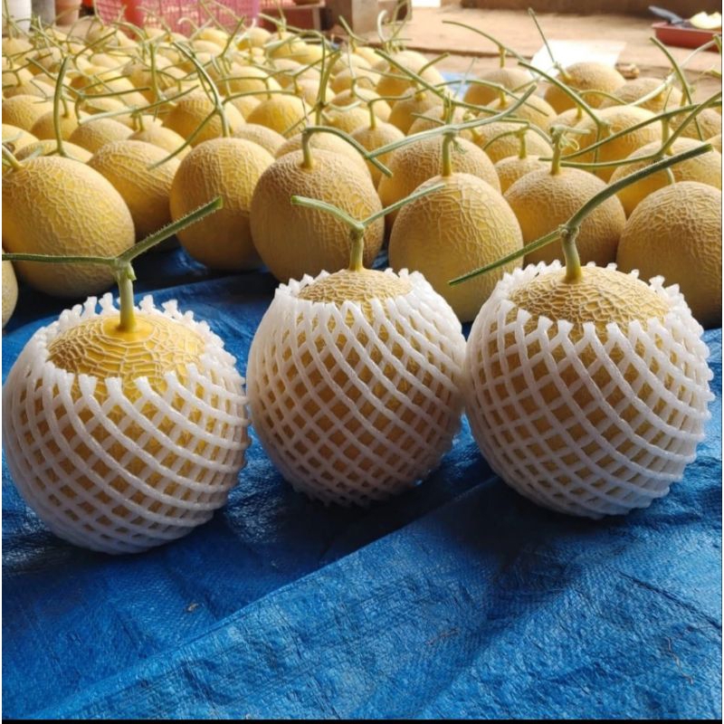 Jual BENIH MELON INTHANON RZ 100 BIJI/SEED (REPACK) | Shopee Indonesia