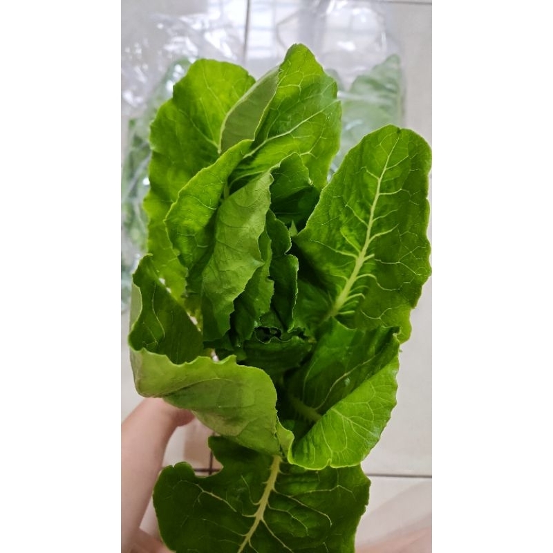 Jual Small Lettuce Romaine - Selada Romaine Hidroponik | Shopee Indonesia