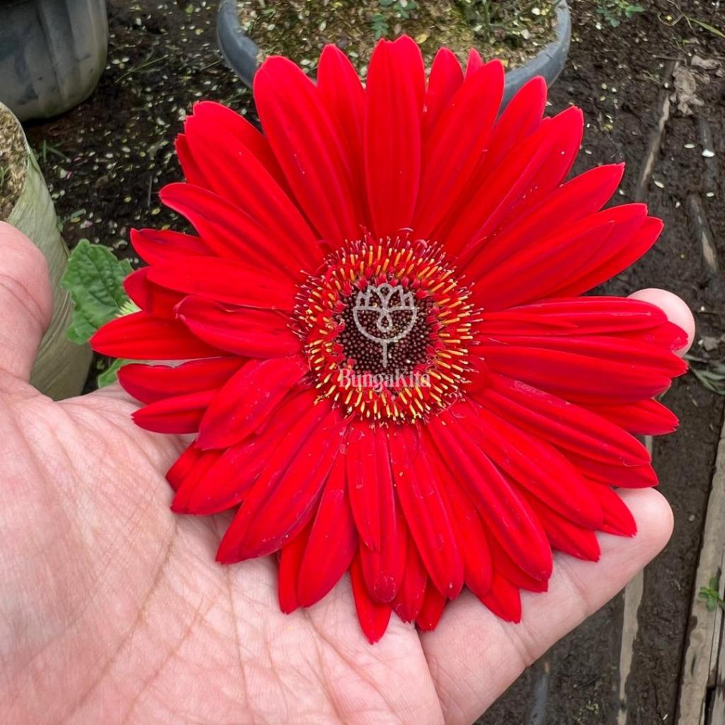 Jual Tanaman Hias Bunga Gerbera Merah | Shopee Indonesia