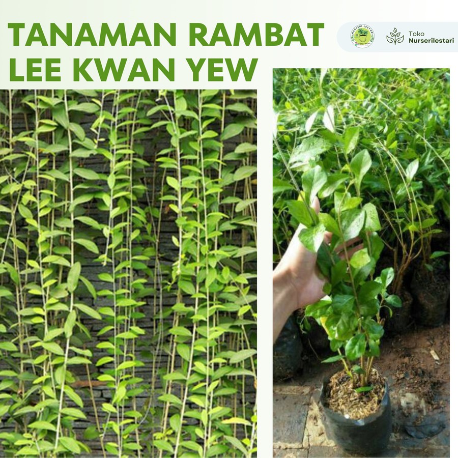 Jual Tanaman Lee Kwan Yew - Li Kuan Yu Tanaman Menjuntai Rambat ...
