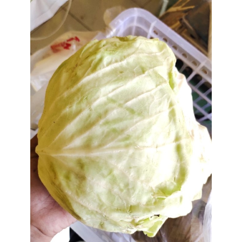 Jual Kol Kobis Kubis Fresh 250 gram 500 gram 1kg, fresh segar setiap hari | Shopee Indonesia