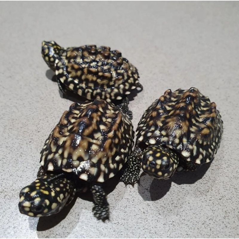 Jual Hamiltoni / Hamiltonii | Shopee Indonesia