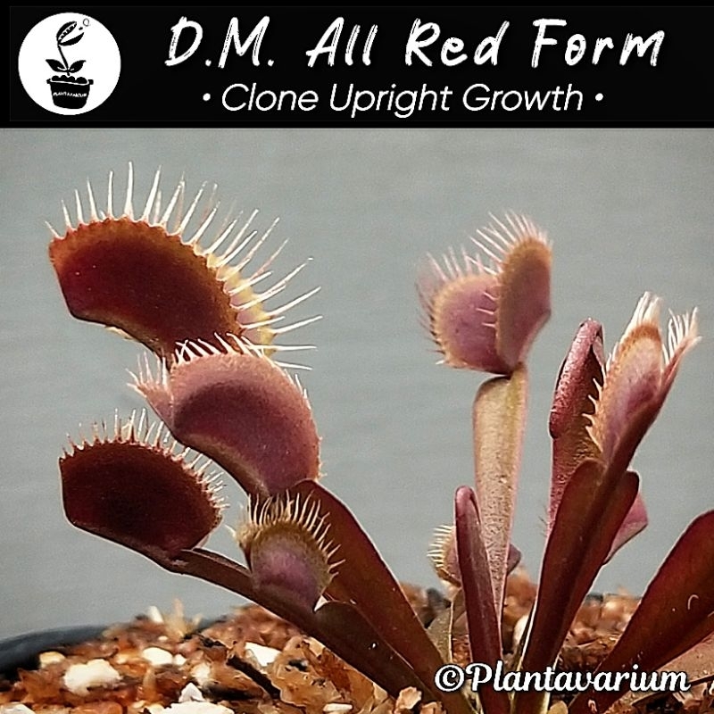 Jual Tanaman Karnivora Venus Flytrap Fly Trap VFT All Red Form | Shopee Indonesia